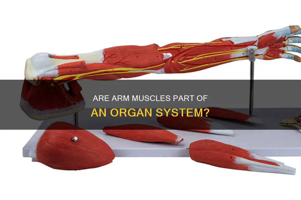 Are Arm Muscles Part Of An Organ System? | CyVigor