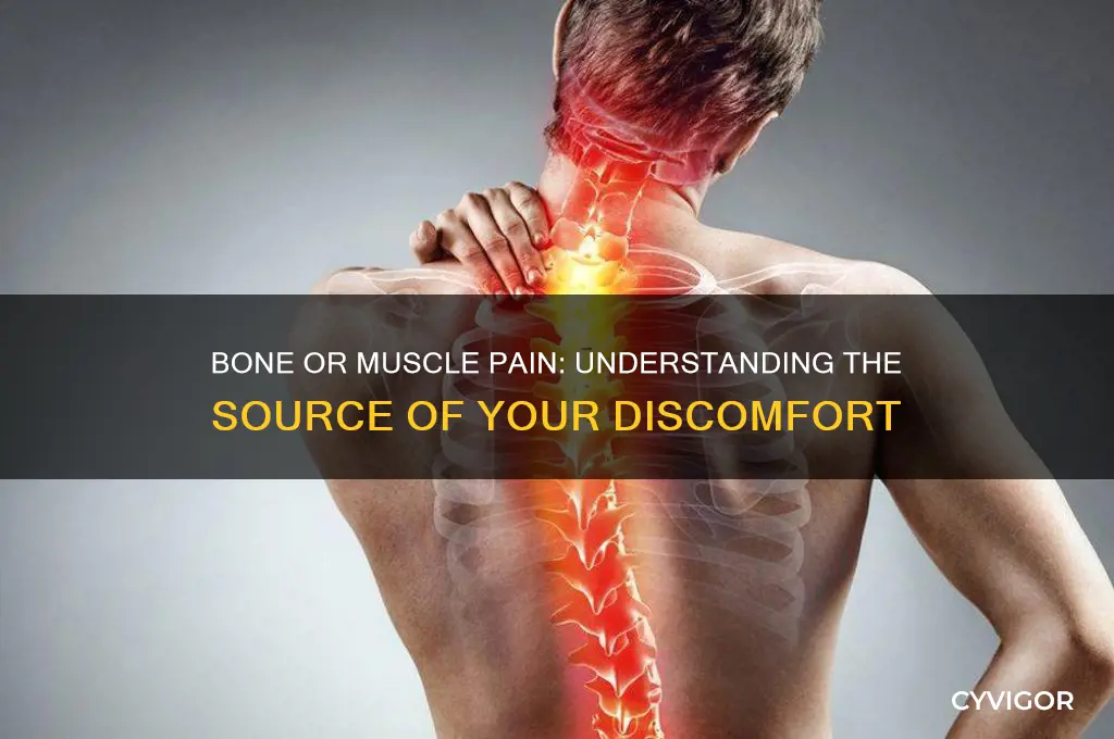 Bone Or Muscle Pain: Understanding The Source Of Your Discomfort | CyVigor