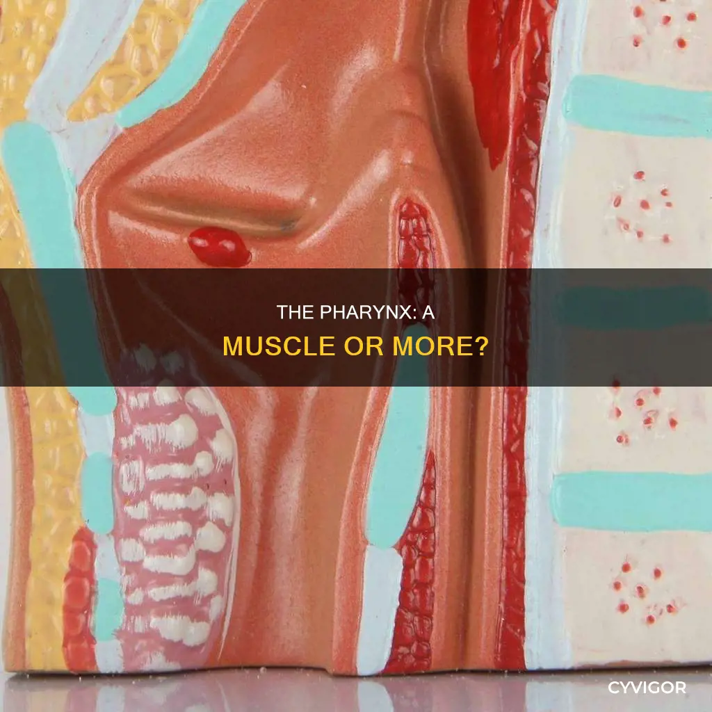 The Pharynx: A Muscle Or More? | CyVigor