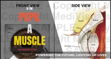 Stapedius Muscle: Innervation And Function Explained | CyVigor