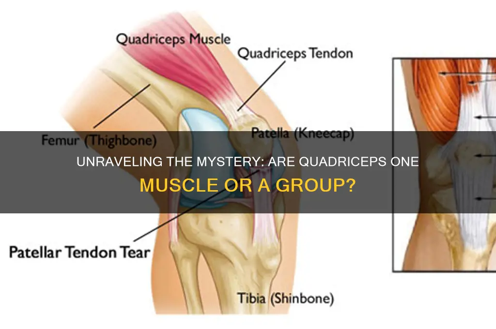 Unraveling The Mystery: Are Quadriceps One Muscle Or A Group? | CyVigor