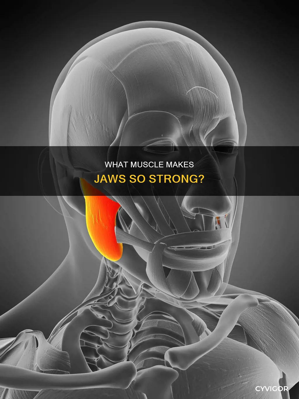 What Muscle Makes Jaws So Strong? | CyVigor