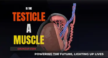 Thyroid And Muscle: What's The Connection? | CyVigor