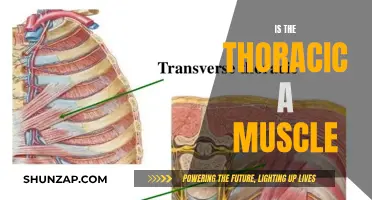 The Taint: Exploring The Muscular Mystery Of The Body | CyVigor