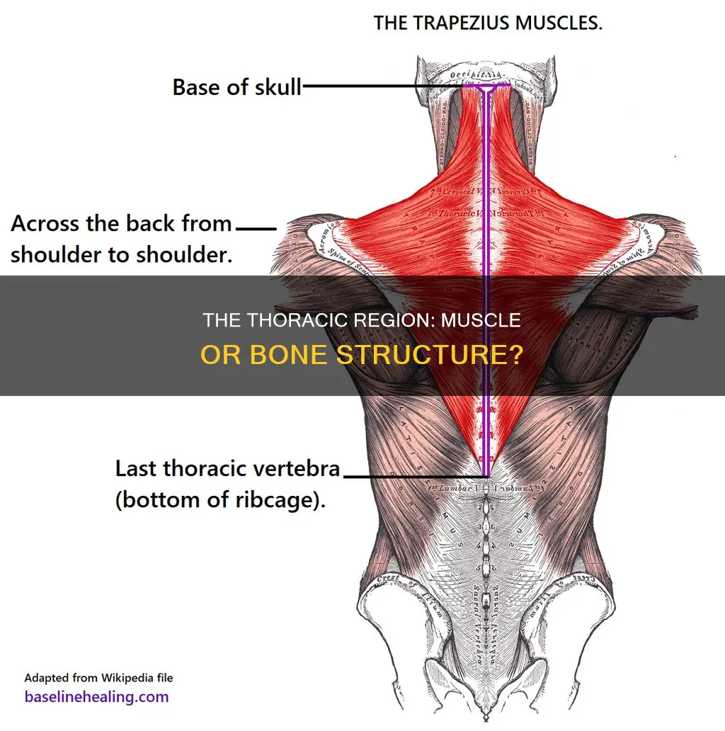 The Thoracic Region: Muscle Or Bone Structure? | CyVigor