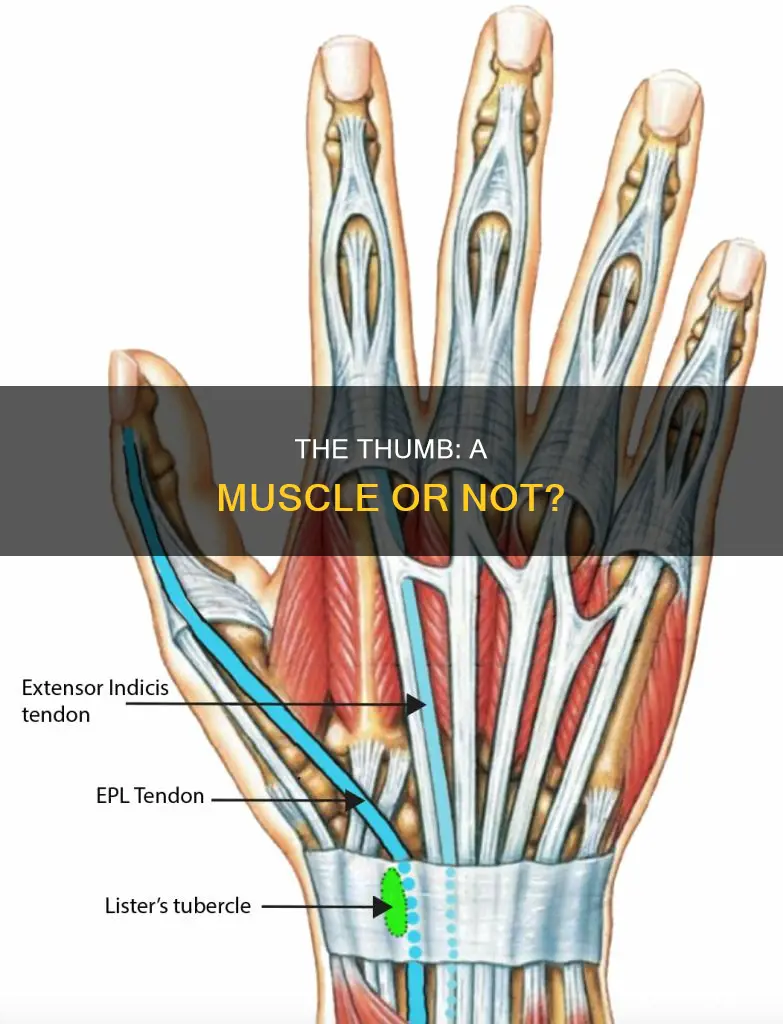 The Thumb: A Muscle Or Not? | CyVigor