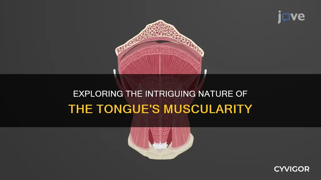 Exploring The Intriguing Nature Of The Tongue's Muscularity | CyVigor
