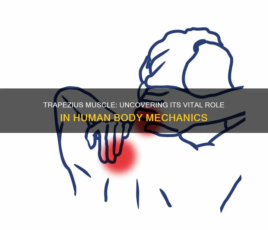 Trapezius Muscle: Uncovering Its Vital Role In Human Body Mechanics ...