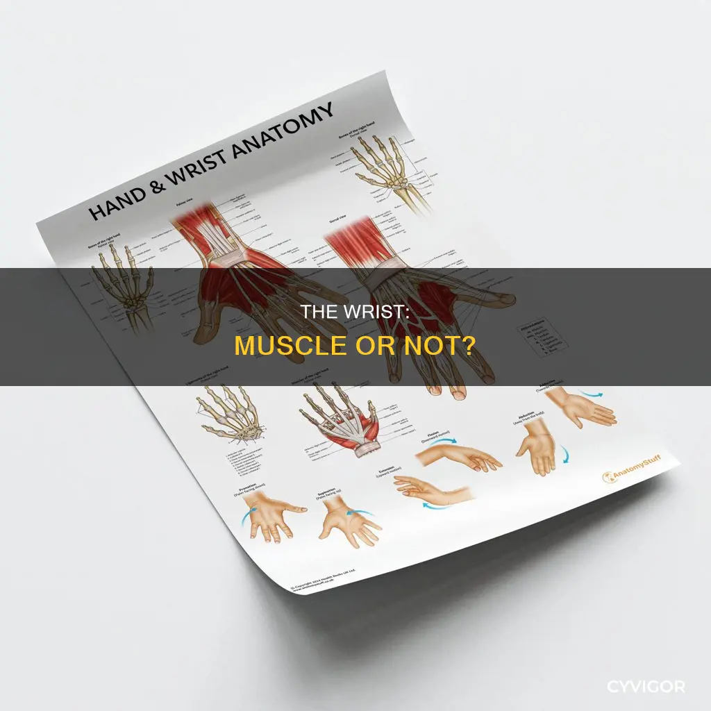 The Wrist: Muscle Or Not? | CyVigor