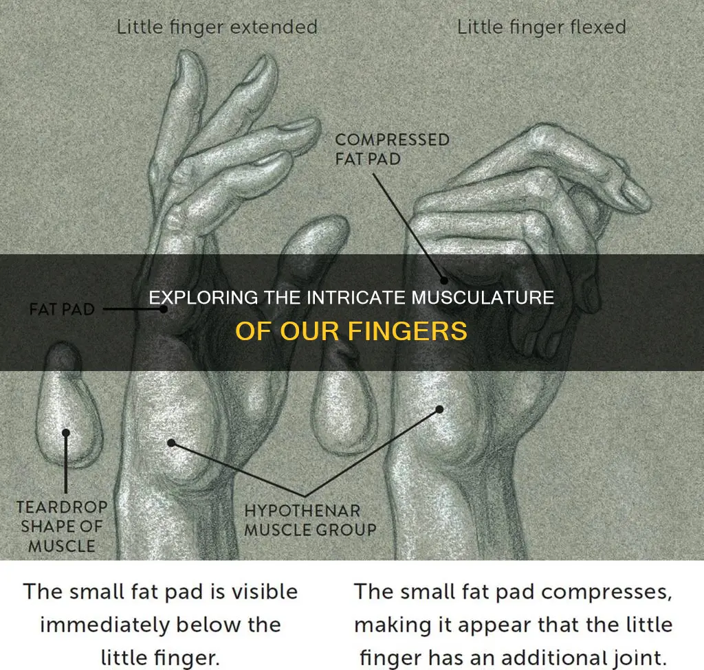 Exploring The Intricate Musculature Of Our Fingers | CyVigor