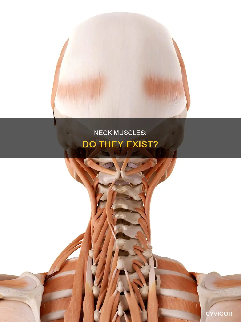 Neck Muscles: Do They Exist? | CyVigor
