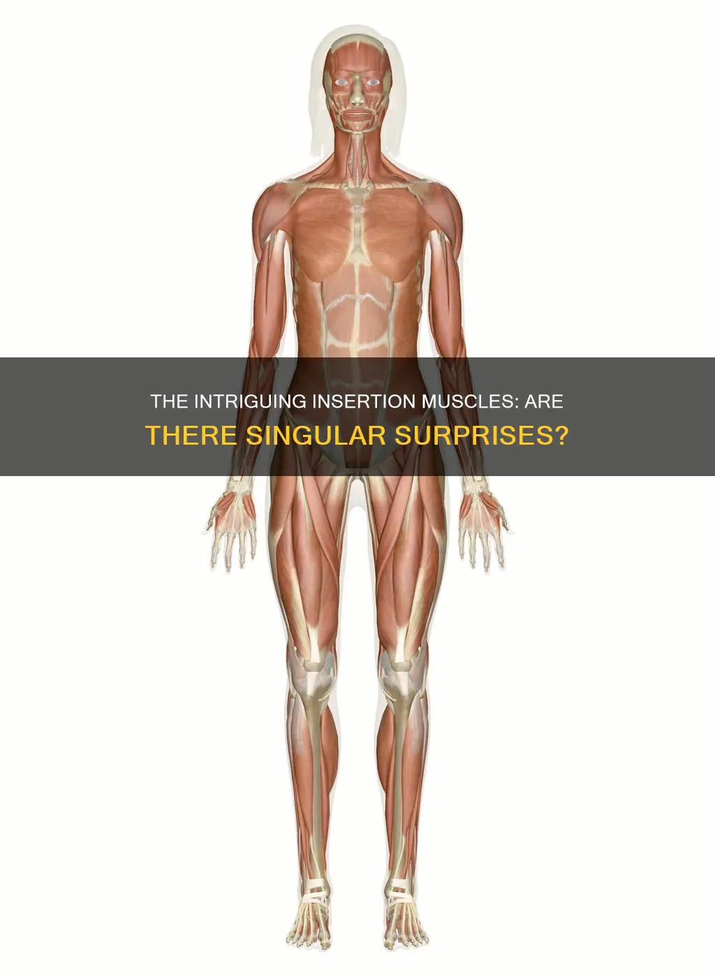 The Intriguing Insertion Muscles: Are There Singular Surprises? | CyVigor