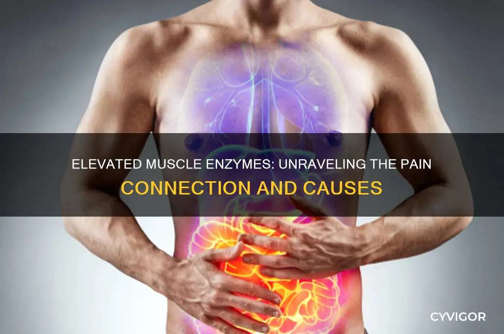 Elevated Muscle Enzymes: Unraveling The Pain Connection And Causes ...