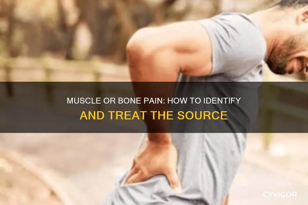 Muscle Or Bone Pain: How To Identify And Treat The Source | CyVigor