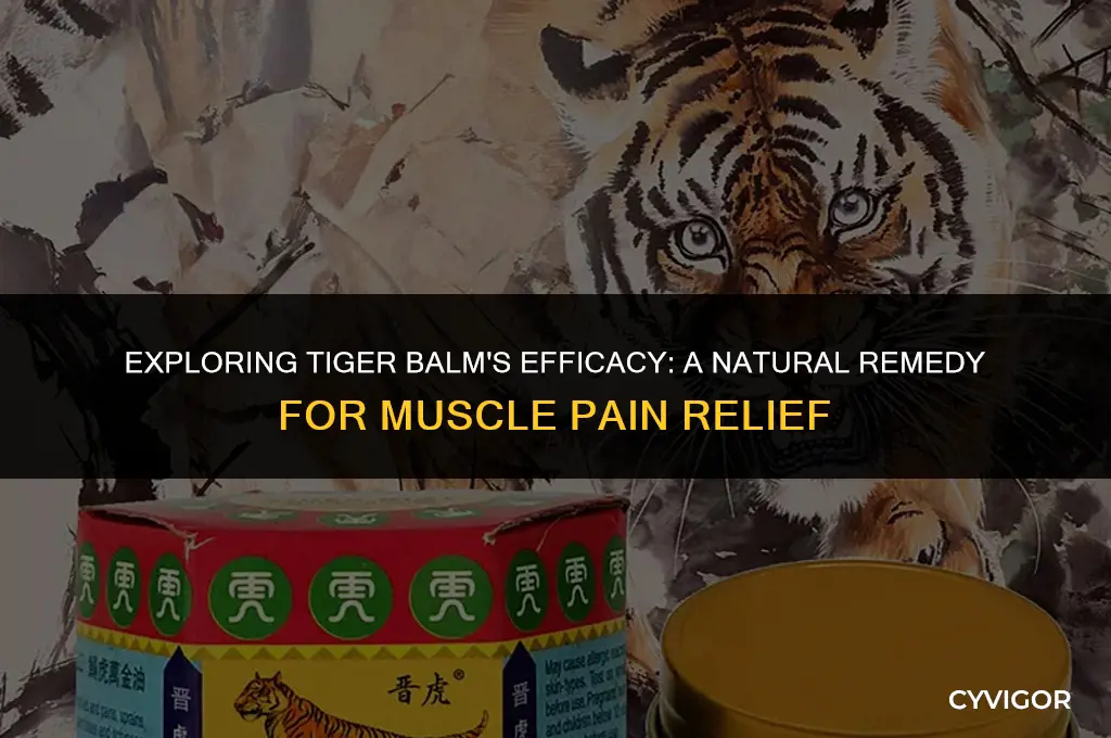 Exploring Tiger Balm's Efficacy: A Natural Remedy For Muscle Pain ...