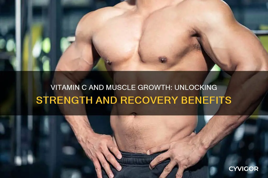 Vitamin C And Muscle Growth: Unlocking Strength And Recovery Benefits ...