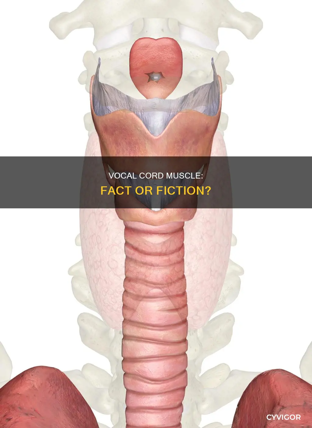 Vocal Cord Muscle: Fact Or Fiction? | CyVigor