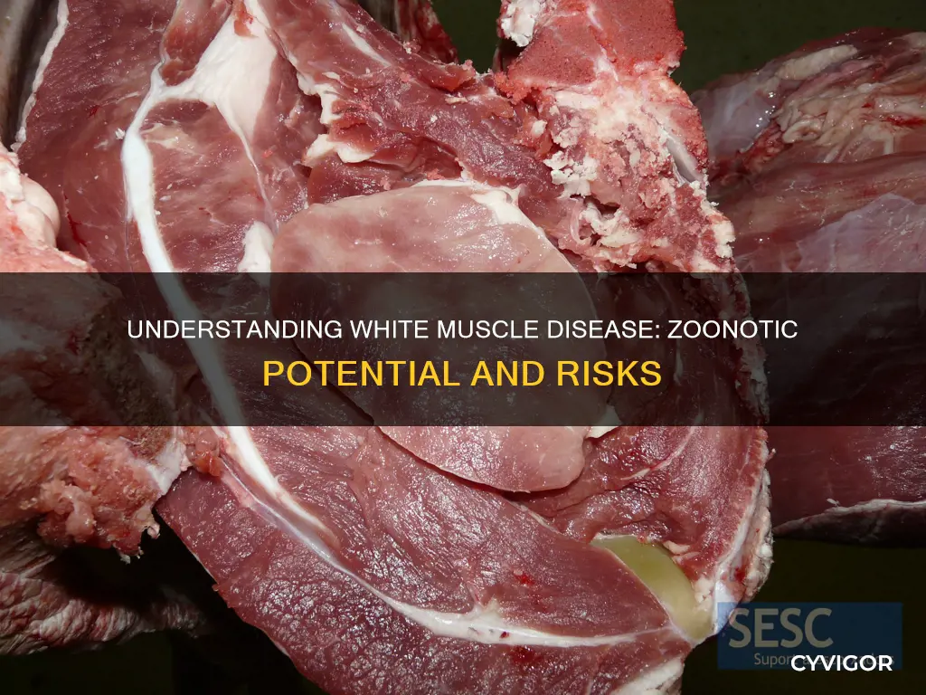 Understanding White Muscle Disease: Zoonotic Potential And Risks | CyVigor