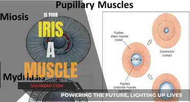 Groin Anatomy: Exploring The Complex Region Of Muscles And More | CyVigor