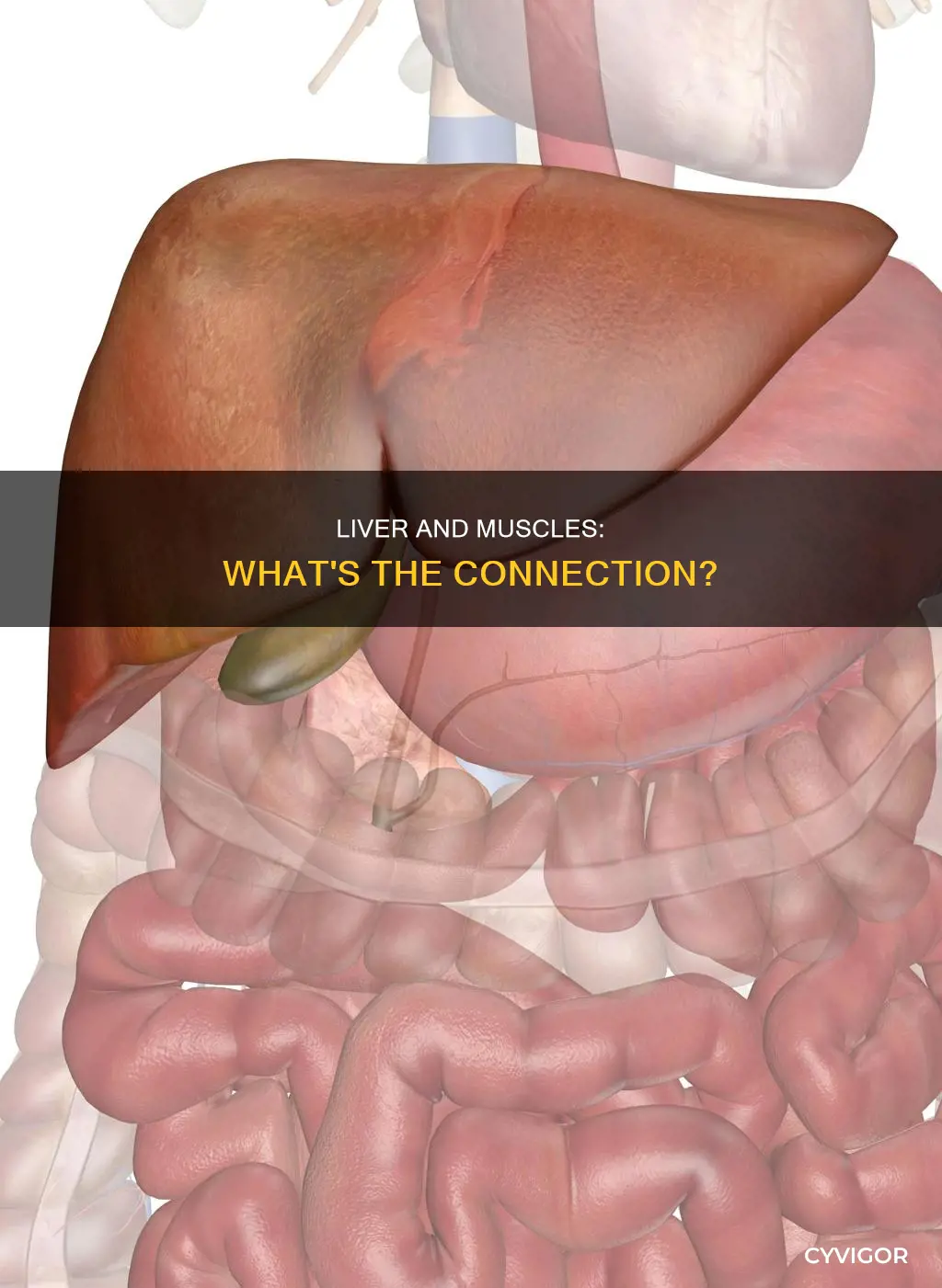Liver And Muscles: What's The Connection? | CyVigor