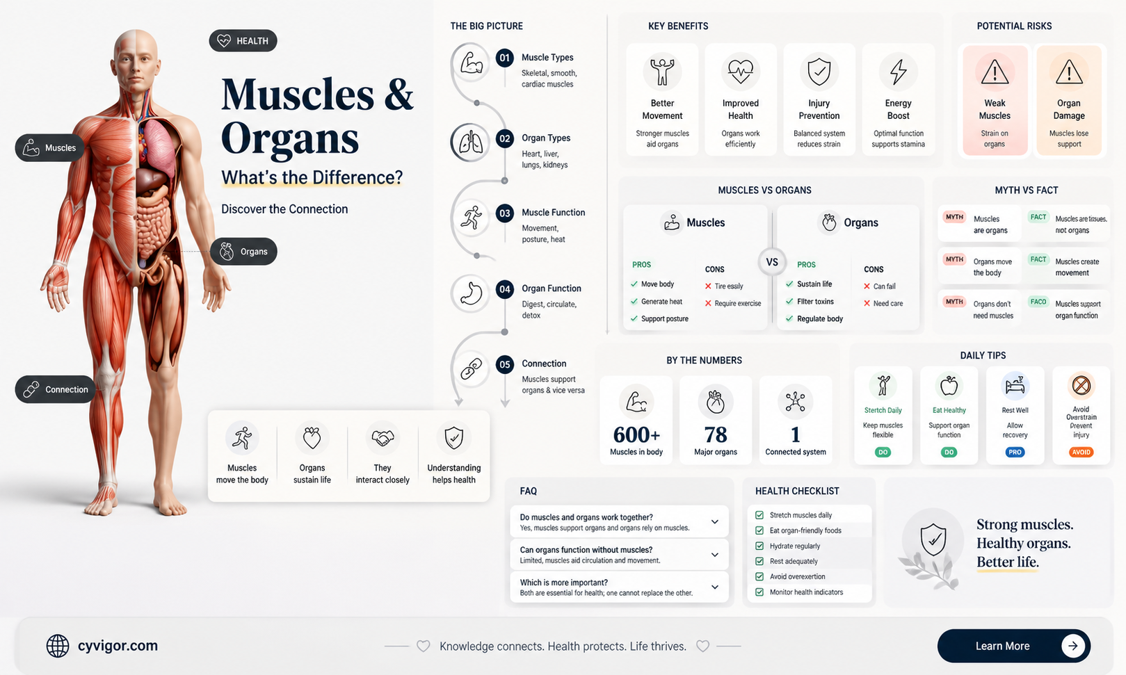 Muscles And Organs: What's The Difference And Connection? | CyVigor
