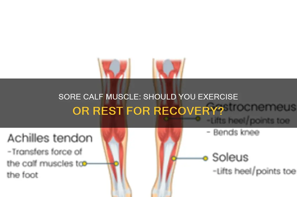 Sore Calf Muscle: Should You Exercise Or Rest For Recovery? | CyVigor