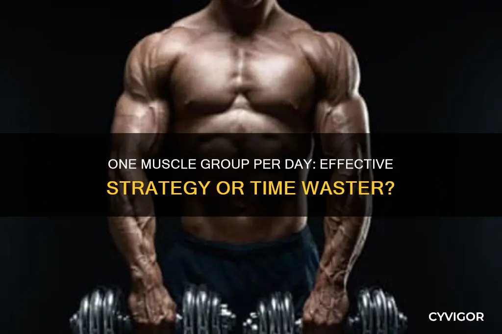 One Muscle Group Per Day: Effective Strategy Or Time Waster? | CyVigor