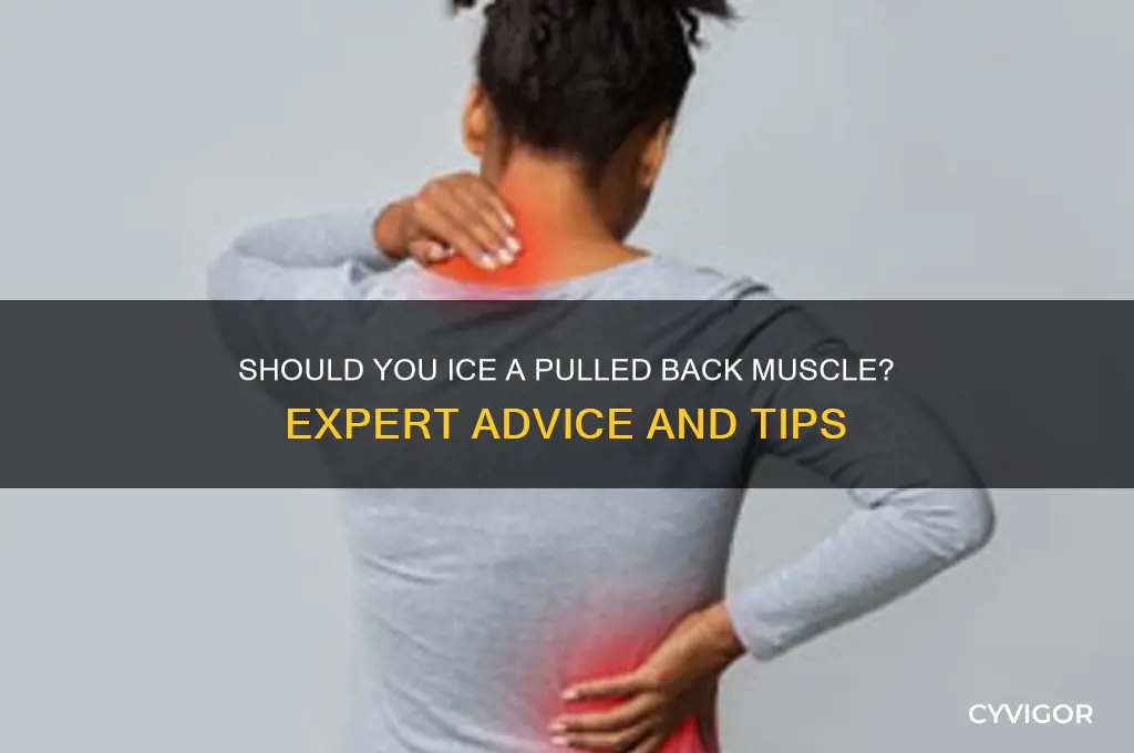 Should You Ice A Pulled Back Muscle? Expert Advice And Tips | CyVigor