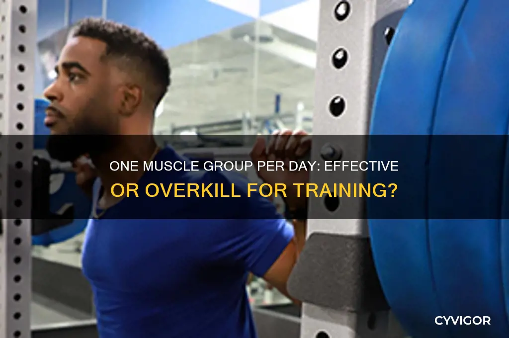 One Muscle Group Per Day: Effective Or Overkill For Training? | CyVigor