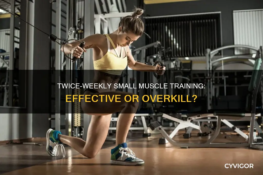 Twice-Weekly Small Muscle Training: Effective Or Overkill? | CyVigor