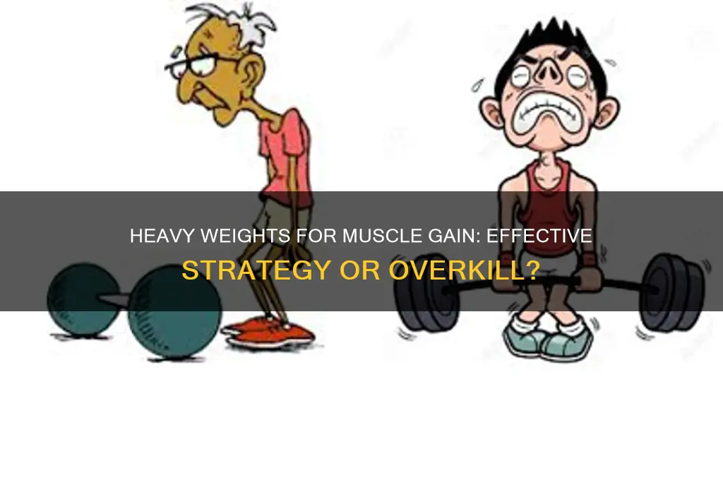 Heavy Weights For Muscle Gain: Effective Strategy Or Overkill? | CyVigor