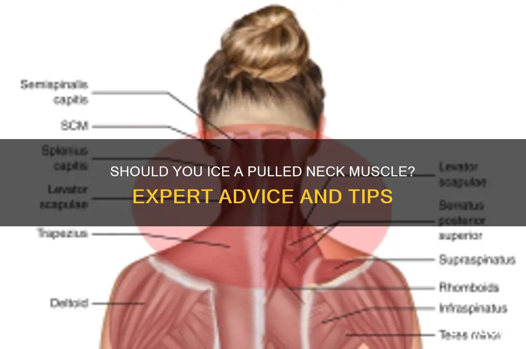 Should You Ice A Pulled Neck Muscle? Expert Advice And Tips | CyVigor