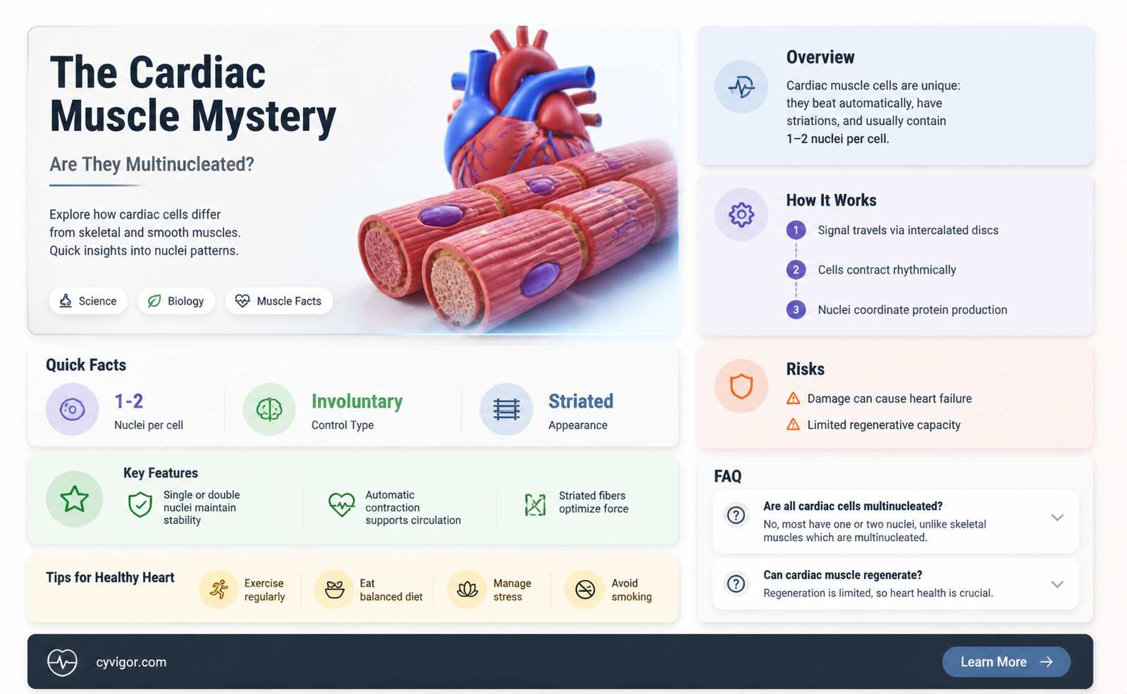 The Cardiac Muscle Mystery: Are They Multinucleated? | CyVigor