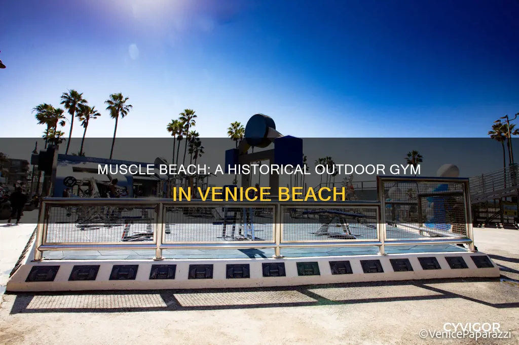 Muscle Beach: A Historical Outdoor Gym In Venice Beach | CyVigor