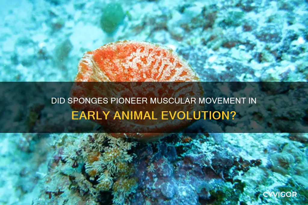 Did Sponges Pioneer Muscular Movement In Early Animal Evolution? | CyVigor