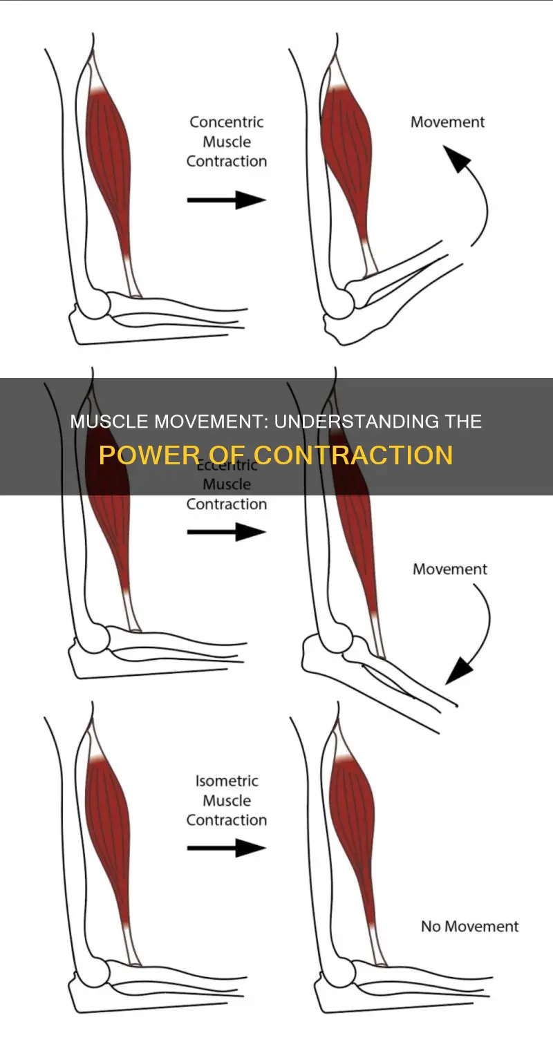 Muscle Movement: Understanding The Power Of Contraction | CyVigor