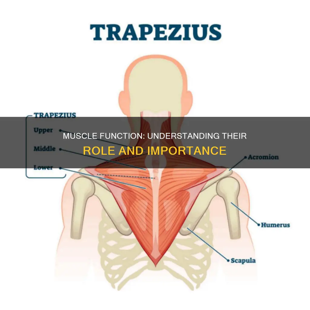 Muscle Function: Understanding Their Role And Importance | CyVigor