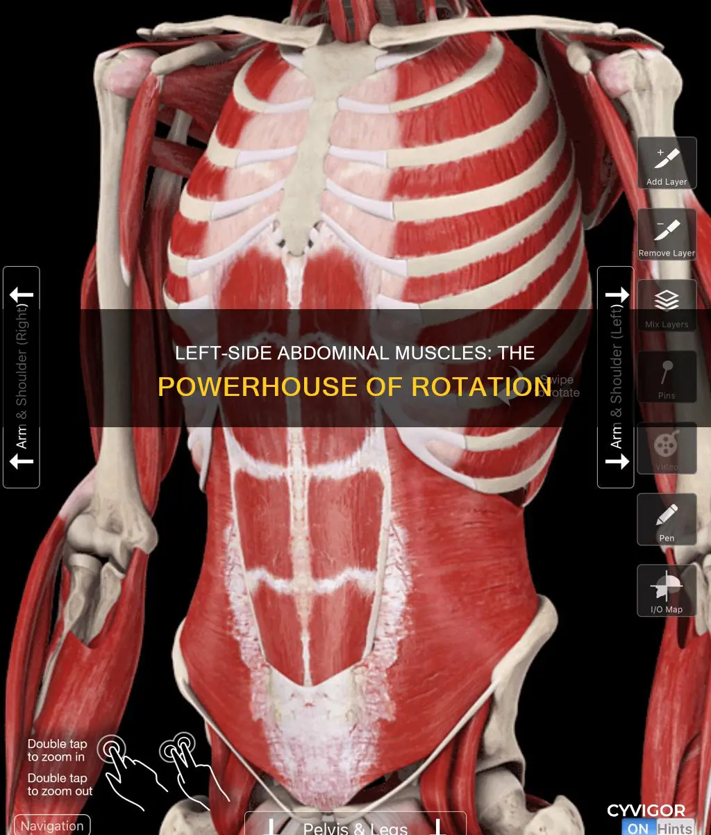 Left-Side Abdominal Muscles: The Powerhouse Of Rotation | CyVigor