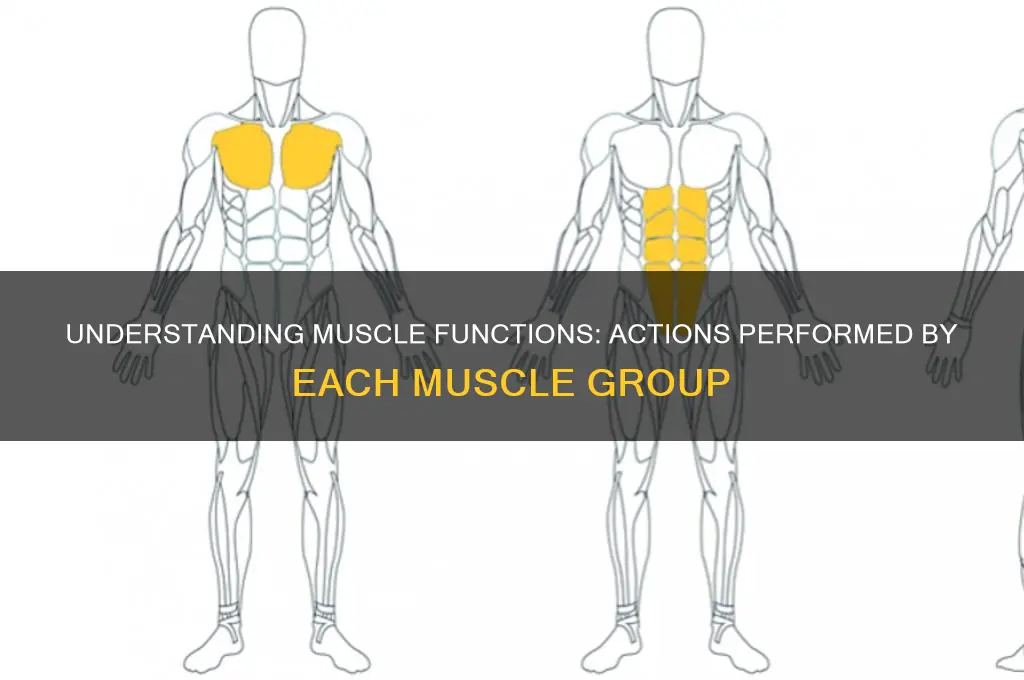 Understanding Muscle Functions: Actions Performed By Each Muscle Group ...