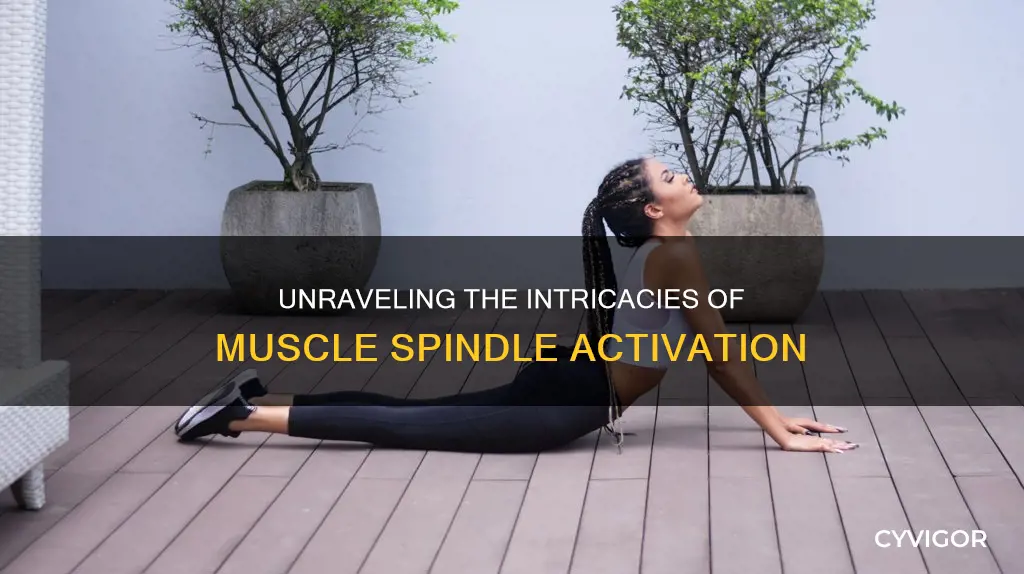 Unraveling The Intricacies Of Muscle Spindle Activation | CyVigor