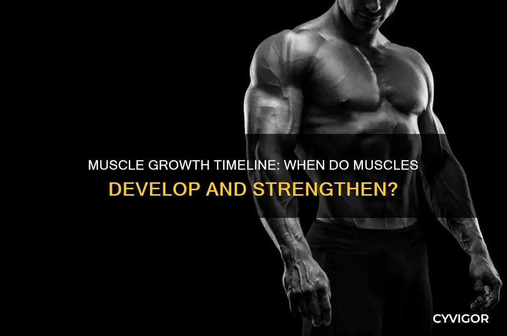 Muscle Growth Timeline: When Do Muscles Develop And Strengthen? | CyVigor