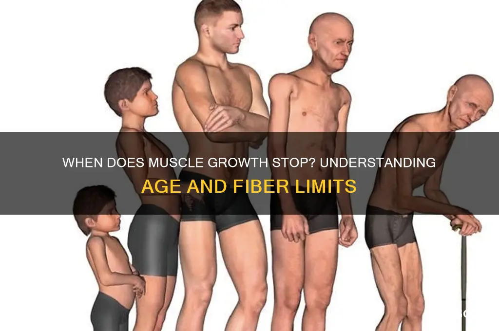 When Does Muscle Growth Stop? Understanding Age And Fiber Limits | CyVigor