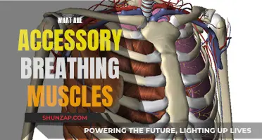 Understanding Agonist Muscles: The Basics Of Muscle Activation | CyVigor