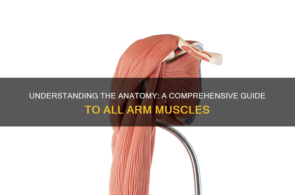 Understanding The Anatomy: A Comprehensive Guide To All Arm Muscles ...