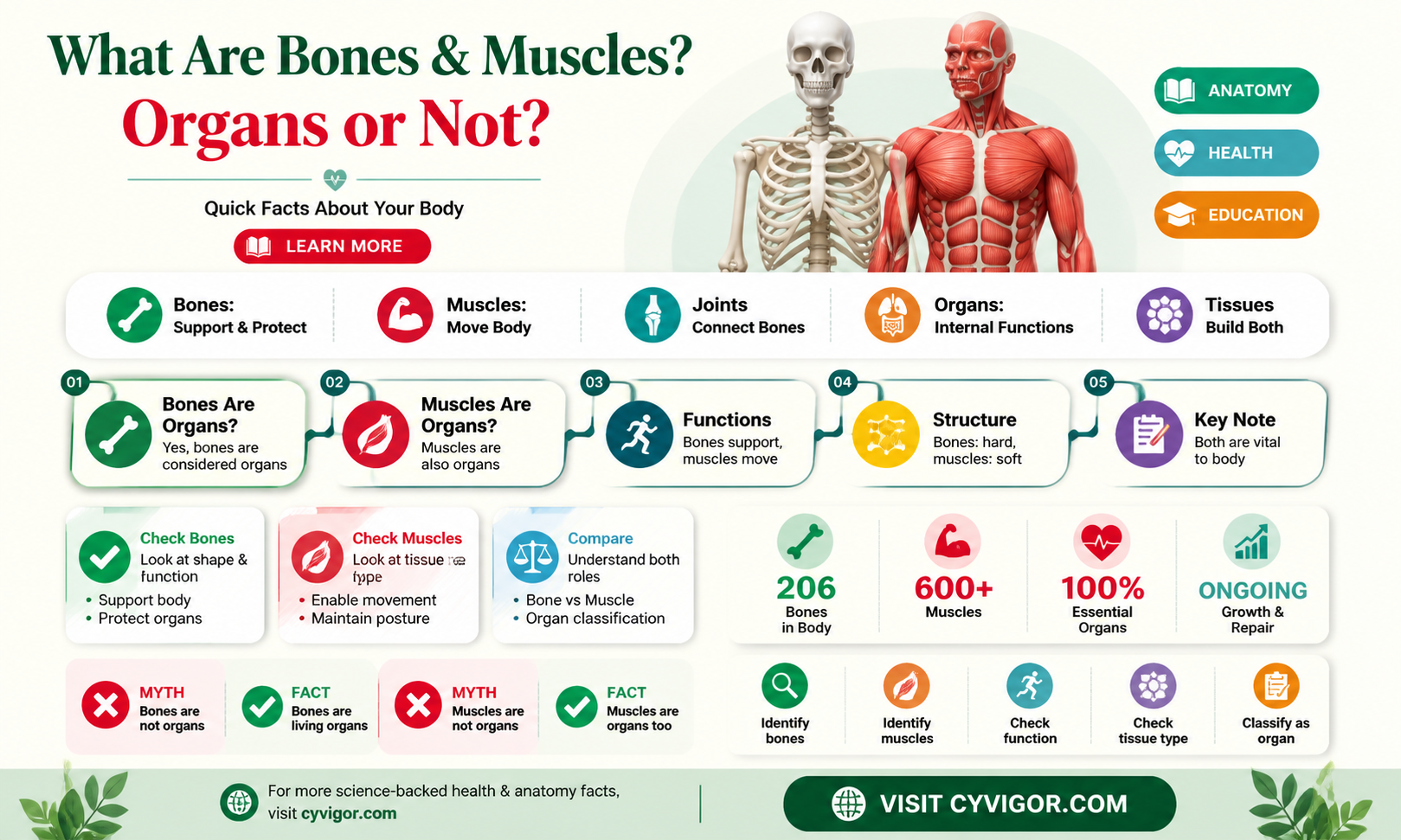 What Are Bones And Muscles? Organs Or Not? | CyVigor