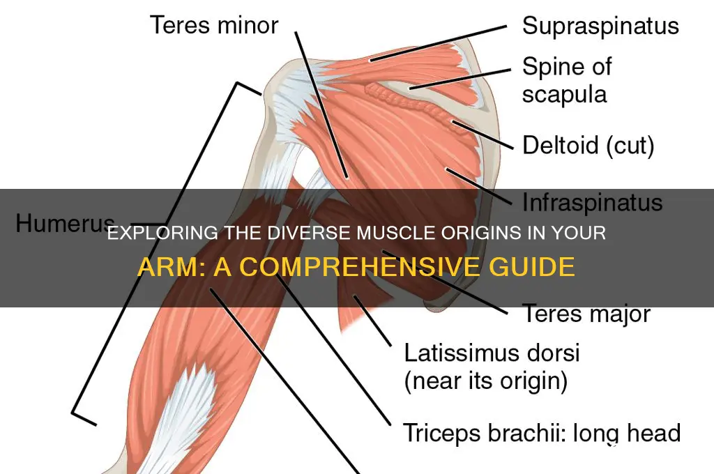Exploring The Diverse Muscle Origins In Your Arm: A Comprehensive Guide ...