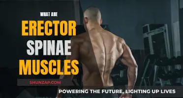 Epaxial Muscles: Their Function And Role In The Body | CyVigor
