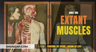 Epaxial Muscles: Their Function And Role In The Body | CyVigor