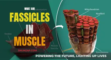 Understanding Fast Muscle Fibers: The Basics | CyVigor