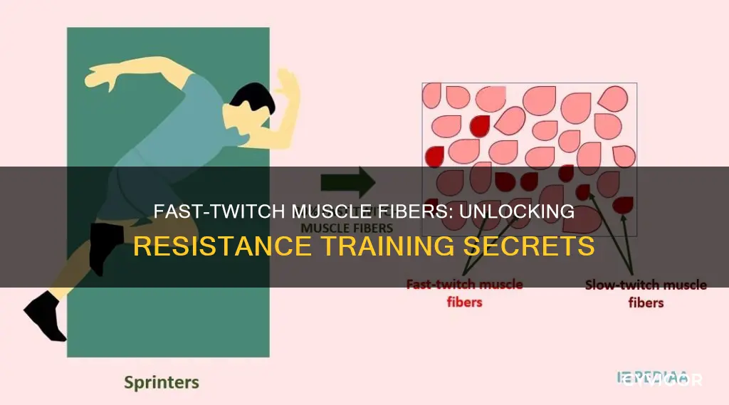 Fast-Twitch Muscle Fibers: Unlocking Resistance Training Secrets | CyVigor